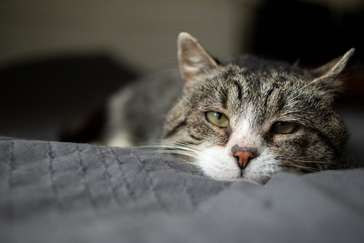 Care Guide for Chronic Kidney Disease in Pets