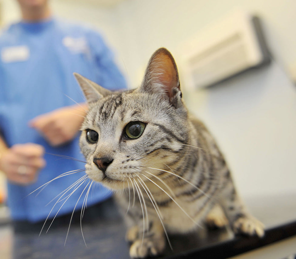 Hyperthyroidism in Cats: Everything you need to know