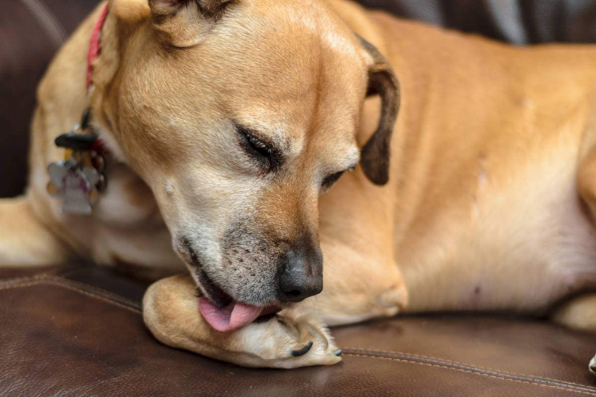 Ringworm in Dogs: Symptoms, Treatment, & Prevention